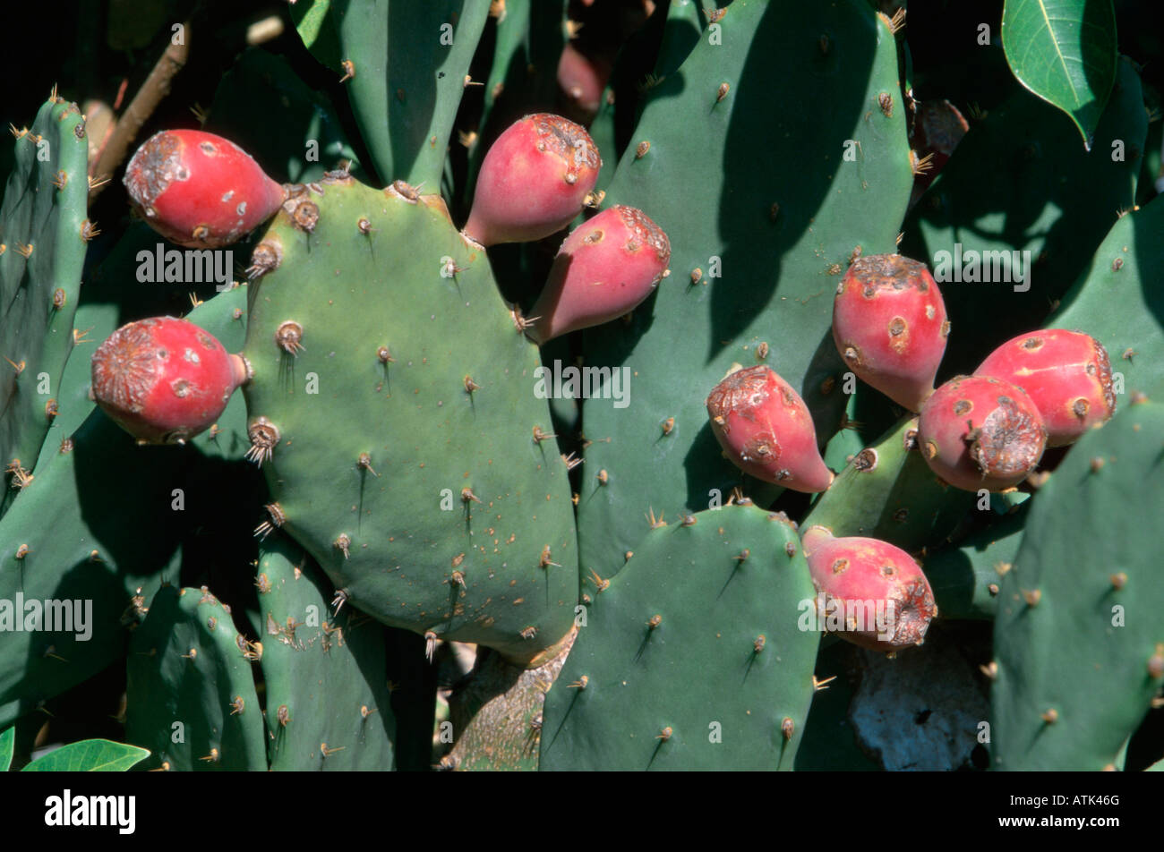 Florida cactus hi-res stock photography and images - Alamy