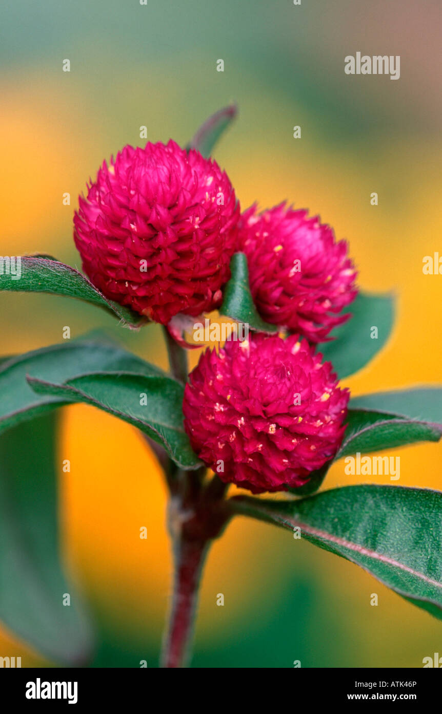 Amaranth blossom hi-res stock photography and images - Alamy