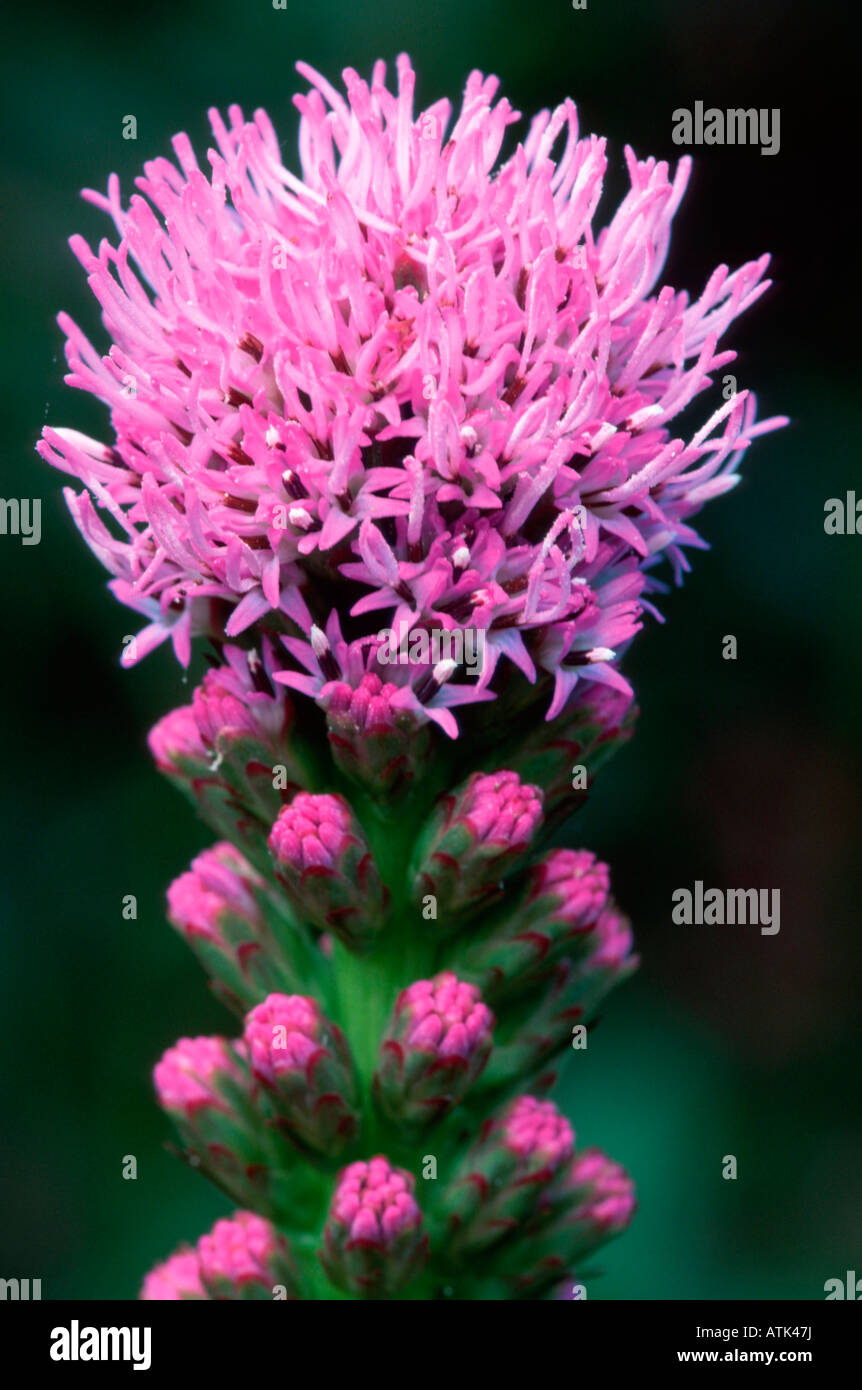Blazing star upright hi-res stock photography and images - Alamy
