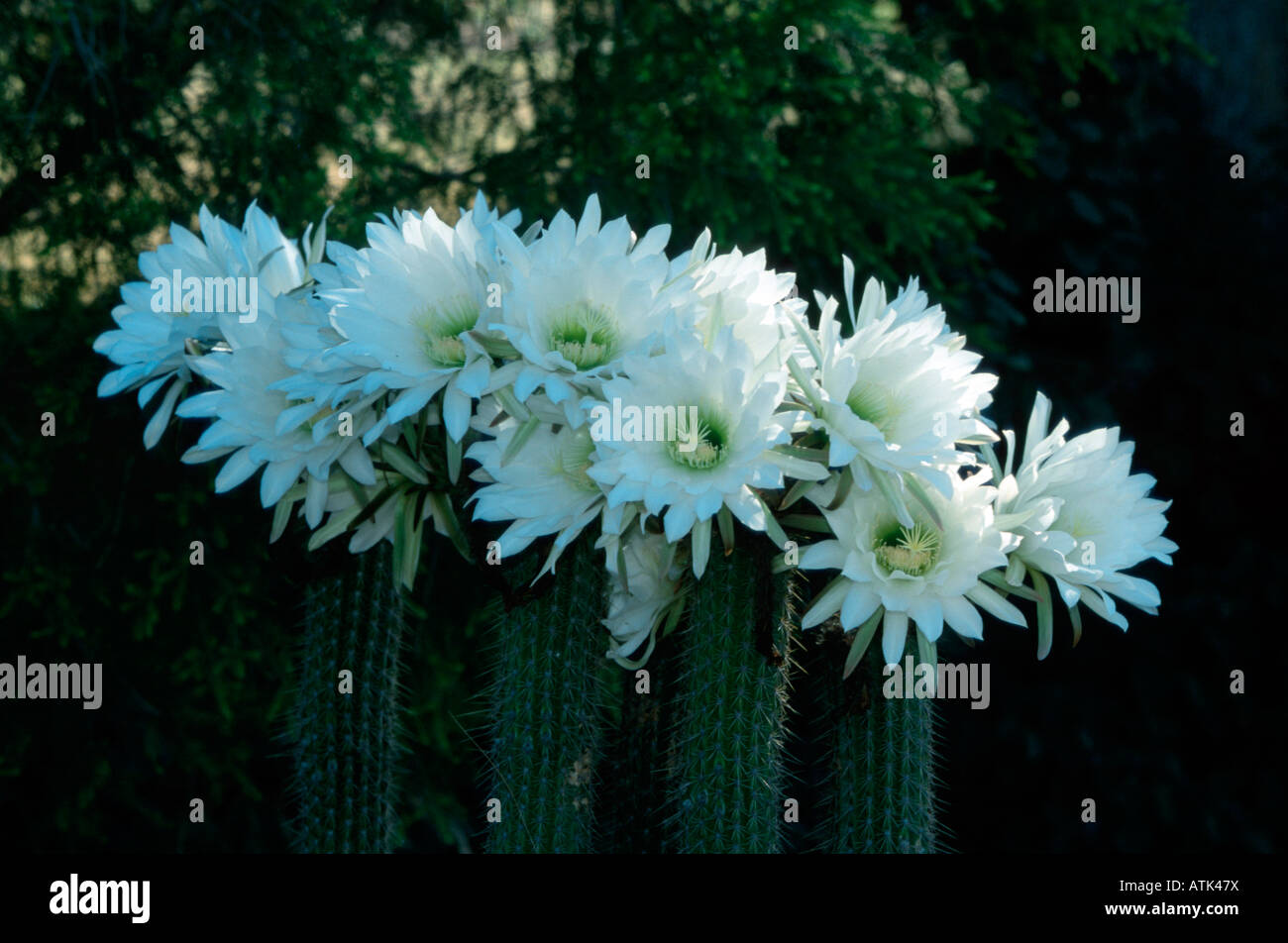 Pitaya / Strawberry Pear Stock Photo - Alamy