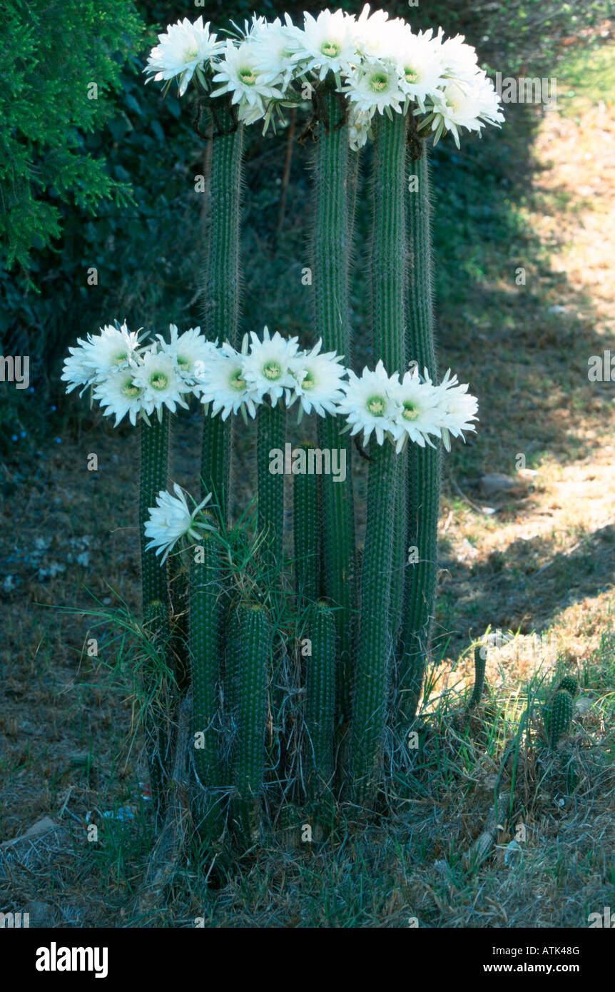 Pitaya / Strawberry Pear Stock Photo - Alamy