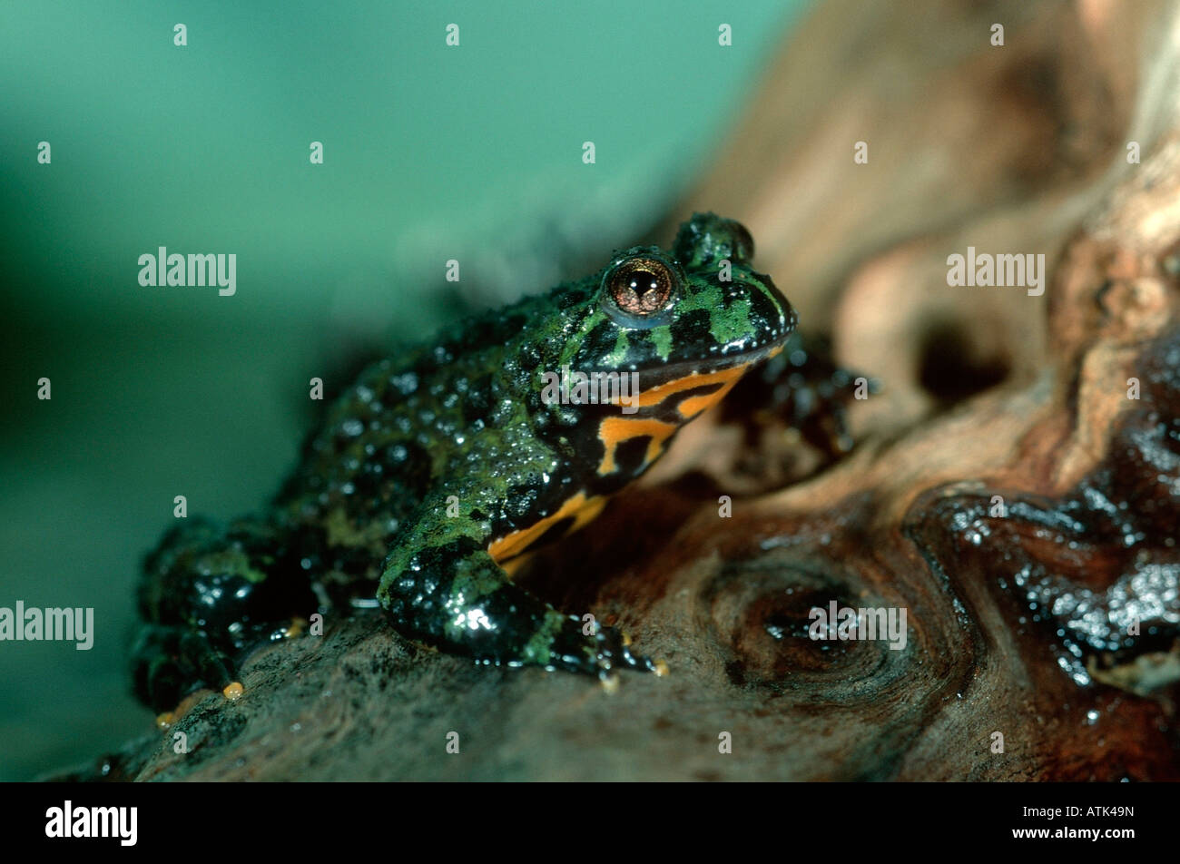 Oriental Fire-bellied Toad Stock Photo - Alamy