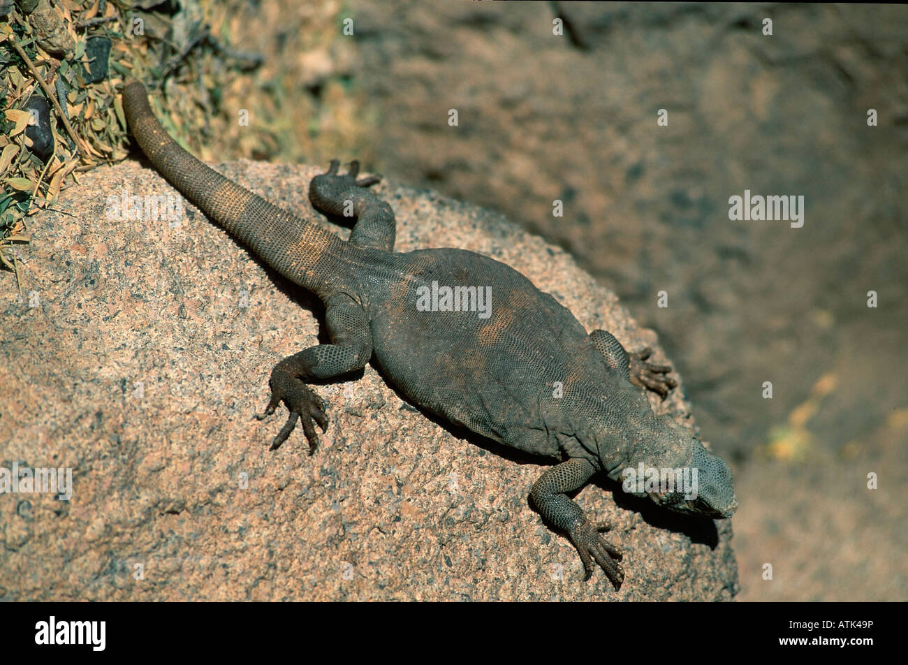Chuckwalla arizona hi-res stock photography and images - Alamy