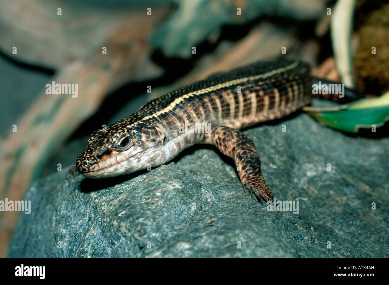 Giant Plated Lizard Stock Photo - Alamy