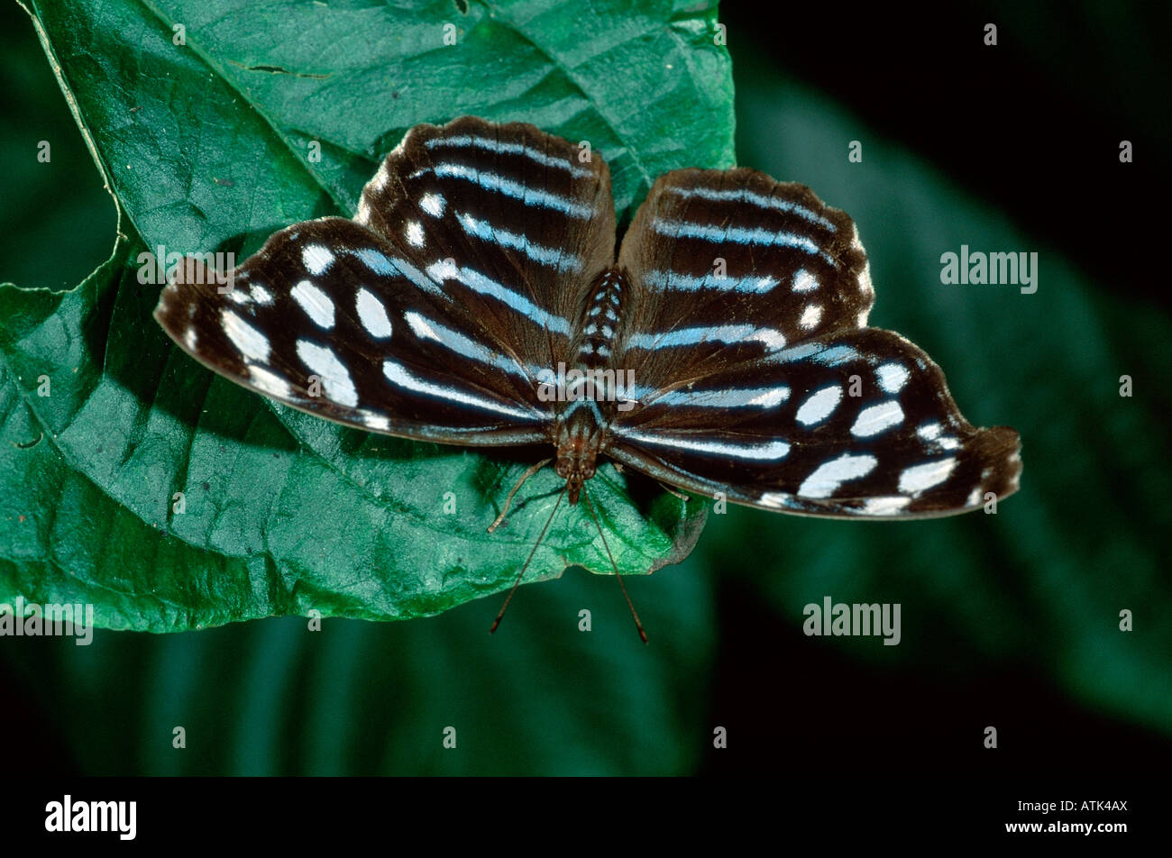 Cracker variable hi-res stock photography and images - Alamy