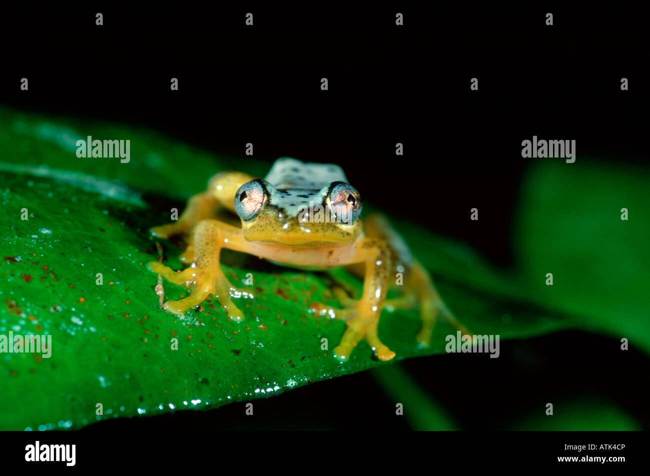 Madagascan frogs hi-res stock photography and images - Alamy