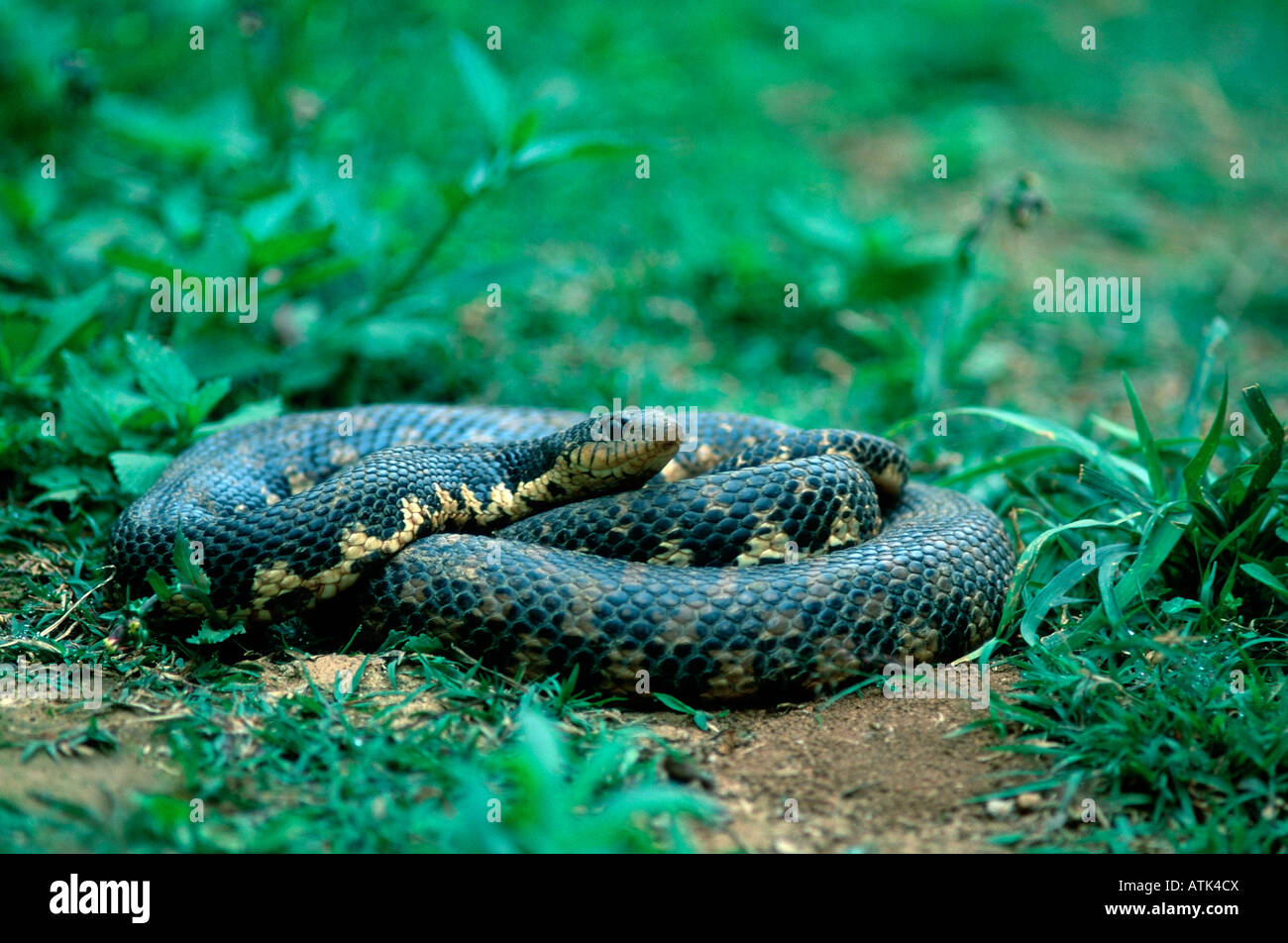 Menarana hi-res stock photography and images - Alamy