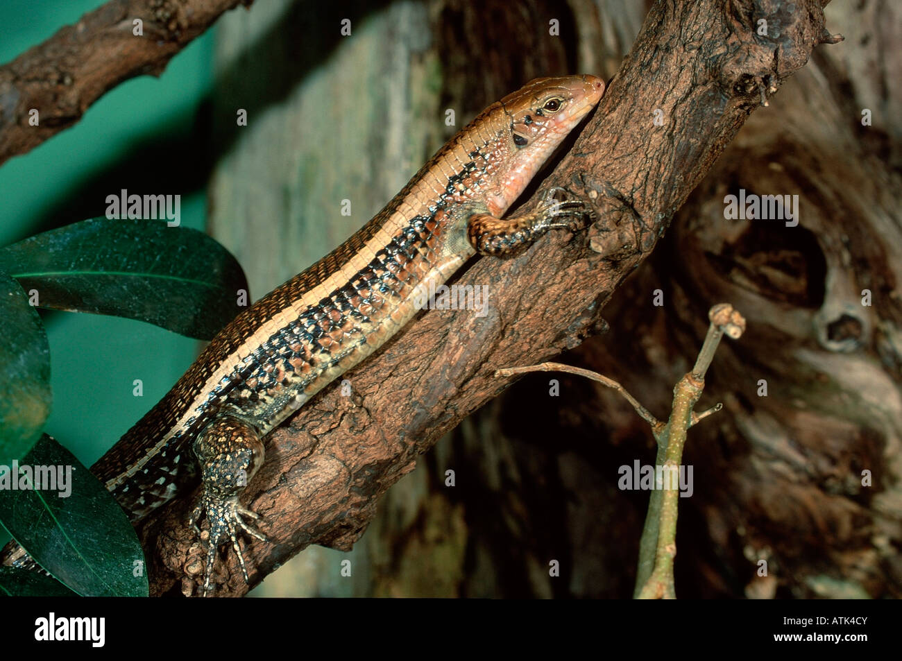Madagascar Plated Lizard Stock Photo - Alamy