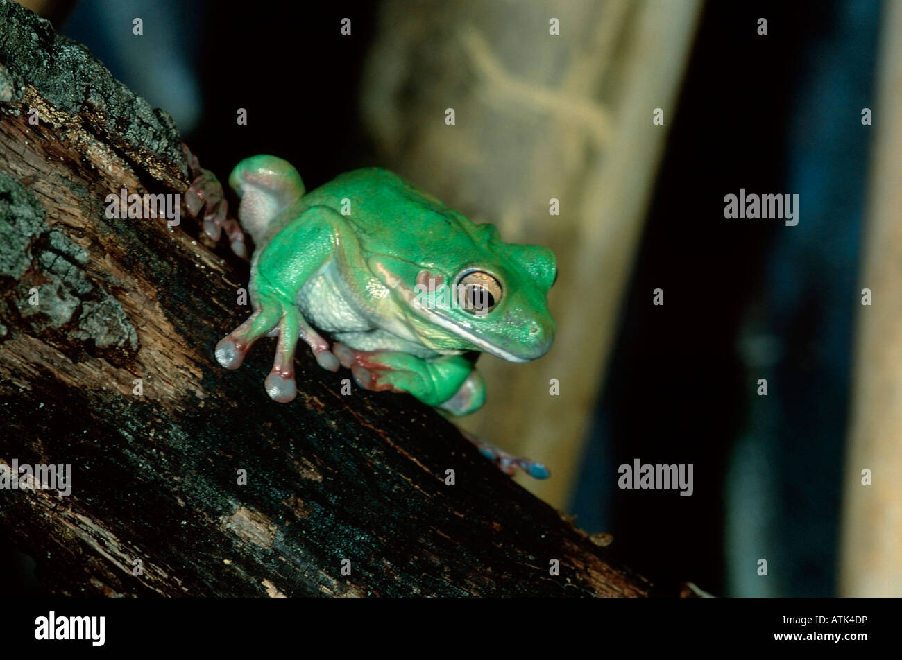 White-lipped Tree Frog / Giant Tree Frog Stock Photo - Alamy
