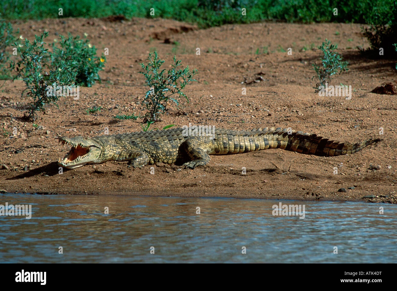 Nilotic crocodile hi-res stock photography and images - Alamy