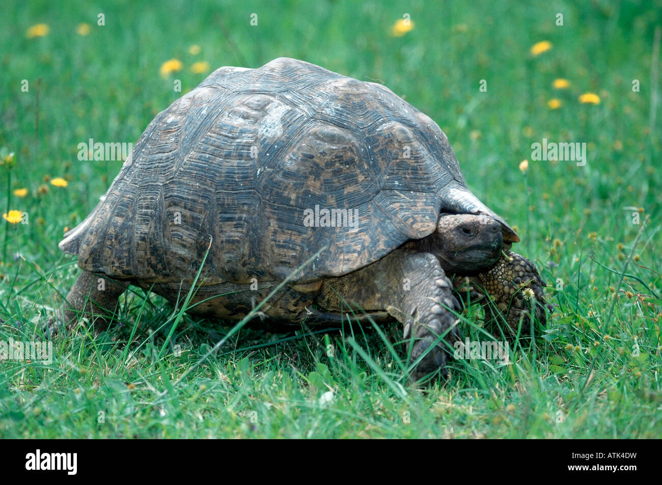 Leopard tortoise testudo pardalis hi-res stock photography and images ...