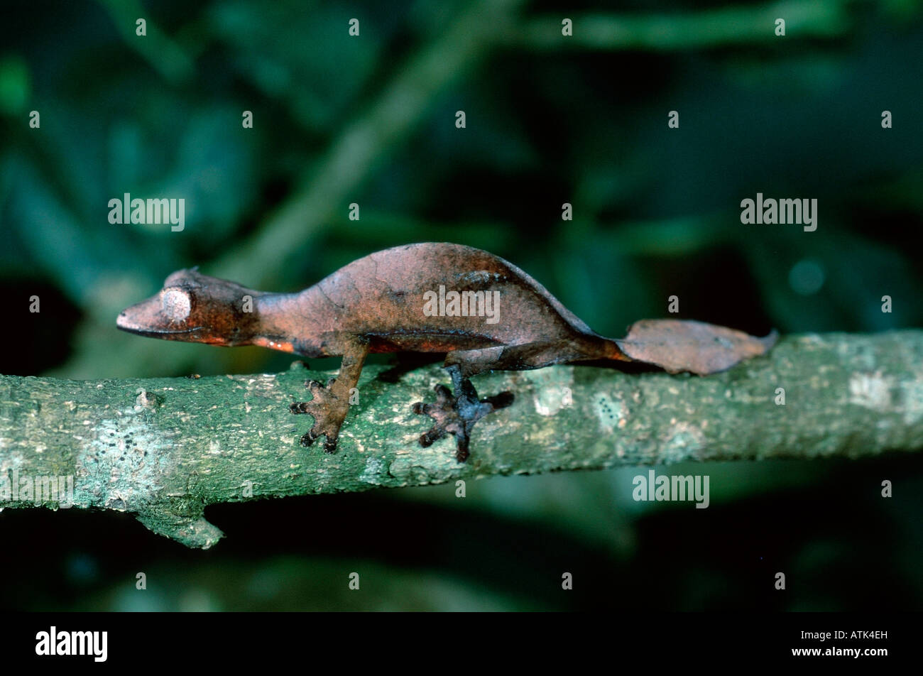 Fantastic Leaf-tailed Gecko Stock Photo - Alamy