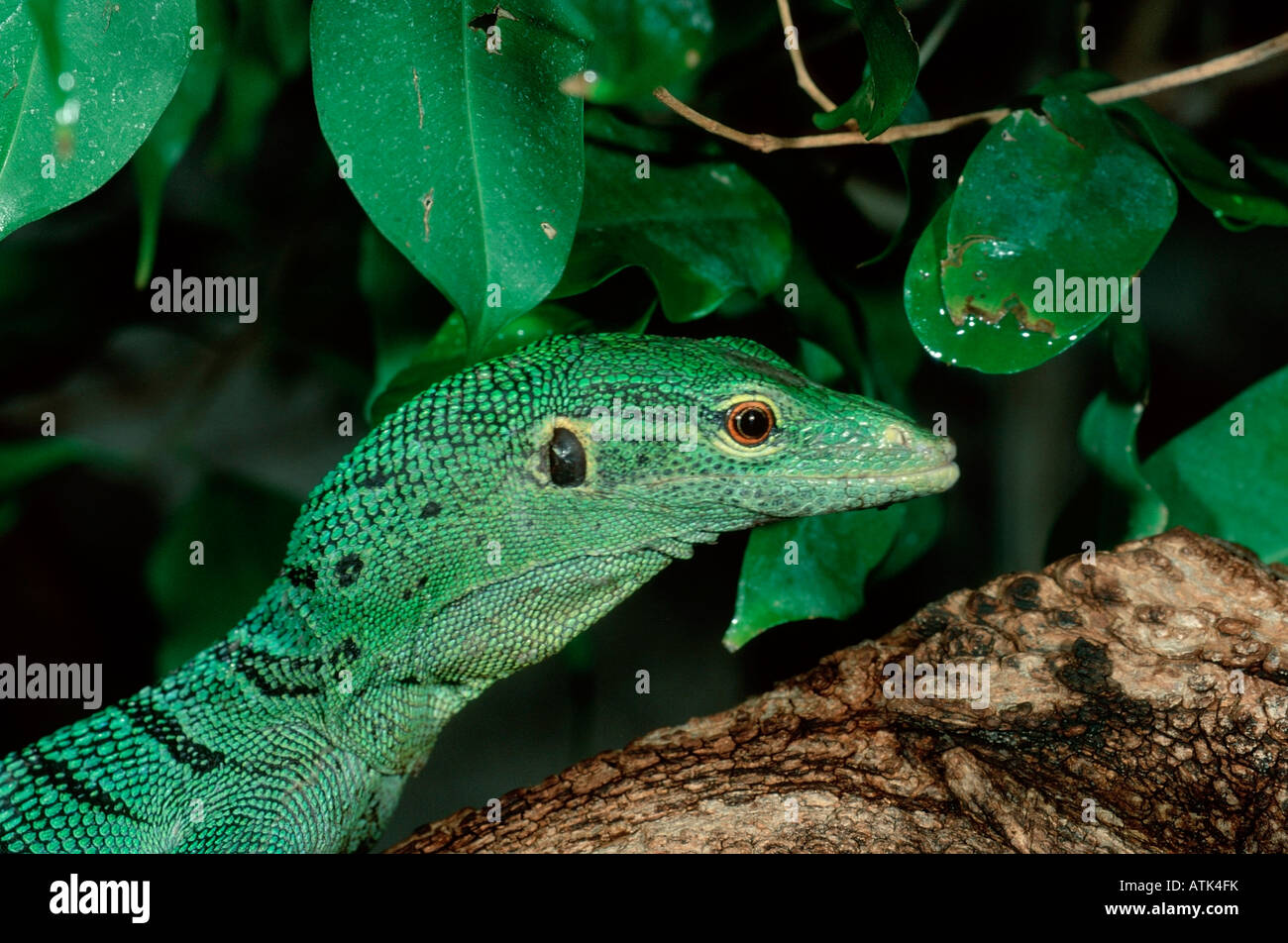 Green Tree Monitor Stock Photo - Alamy