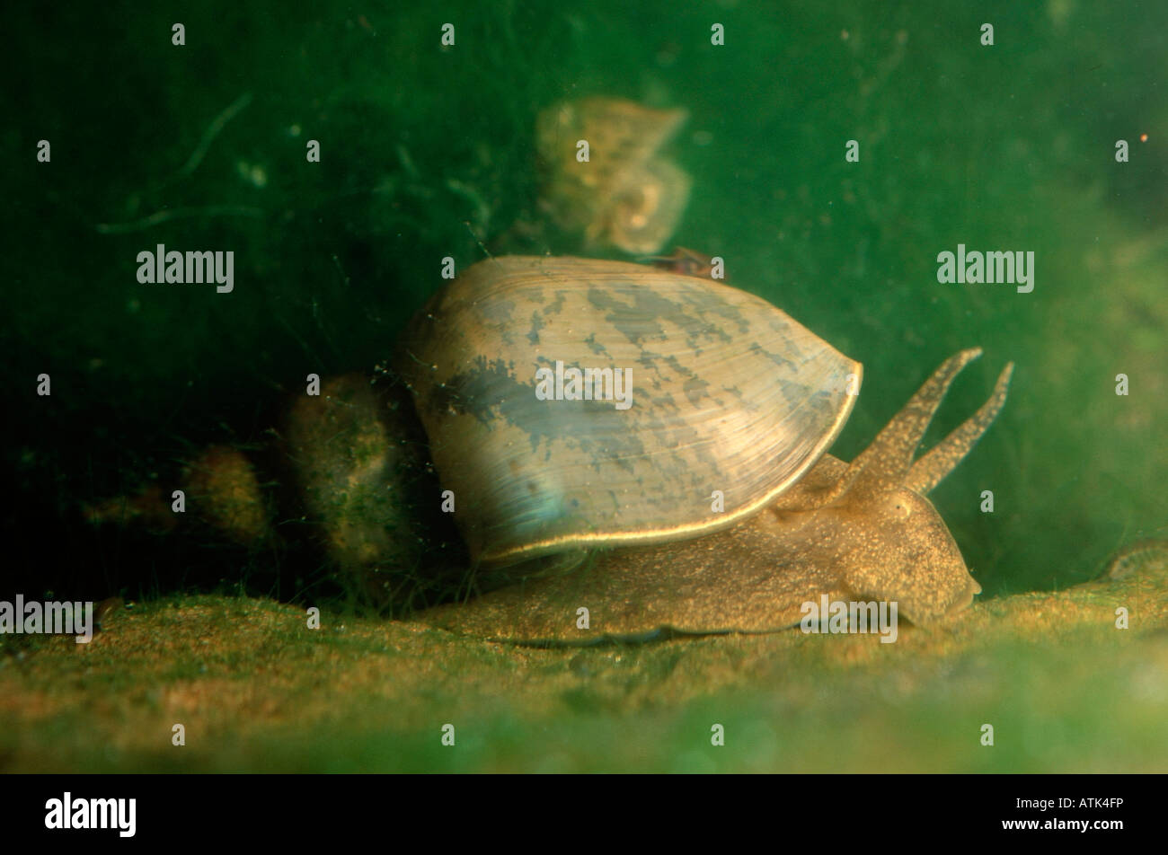 Great Pondsnail / Marsh Snail Stock Photo - Alamy