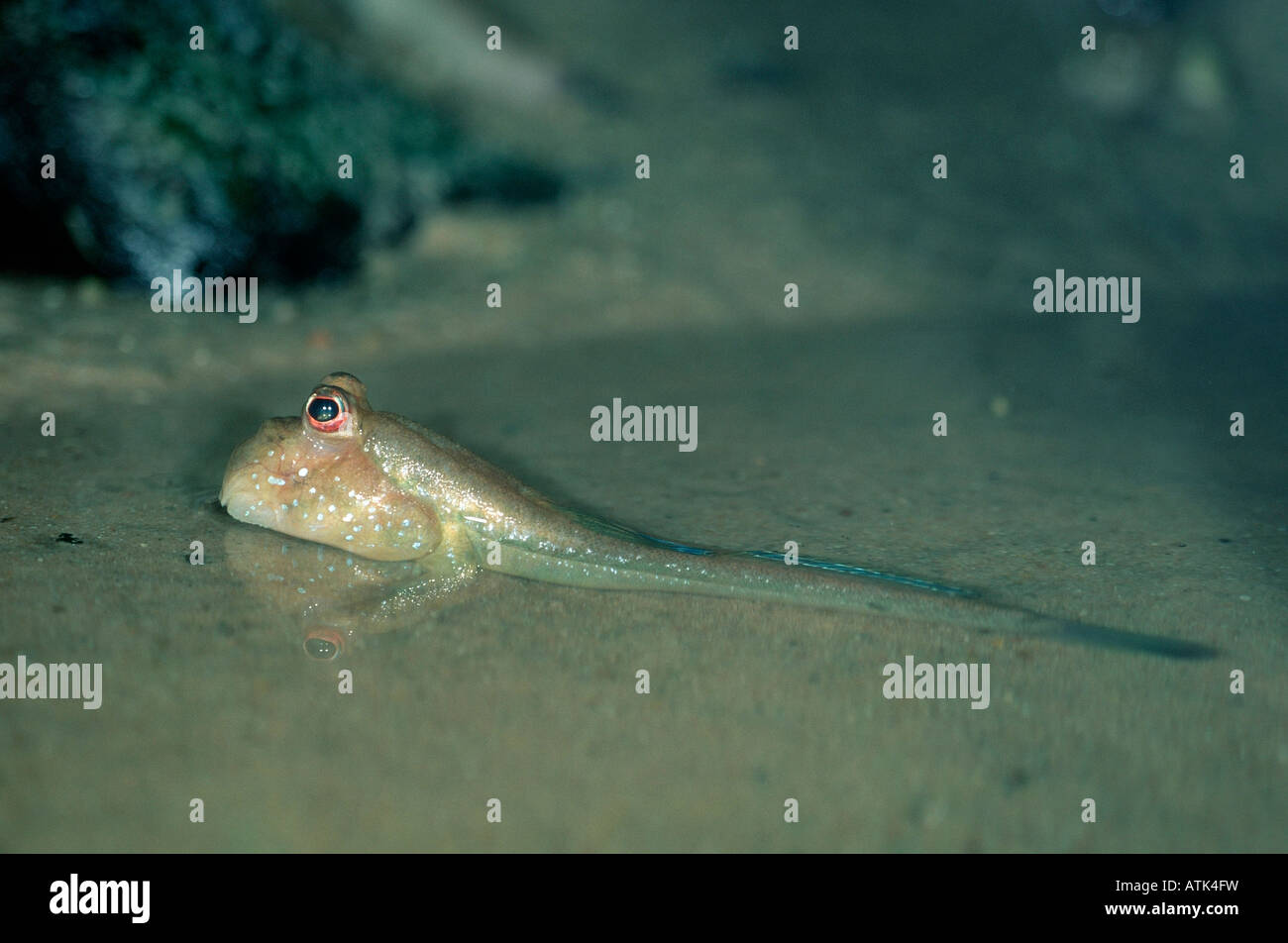 Mudhopper climbing fish hi-res stock photography and images - Alamy