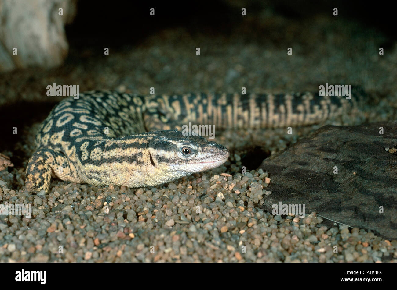 Ridge tailed monitor hi-res stock photography and images - Alamy