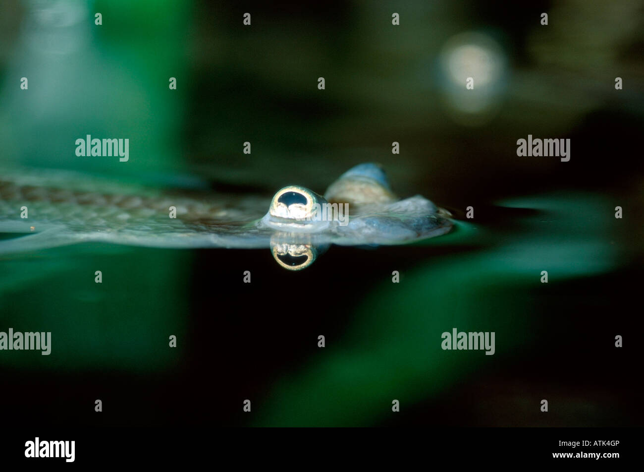 Anableps eye hi-res stock photography and images - Alamy