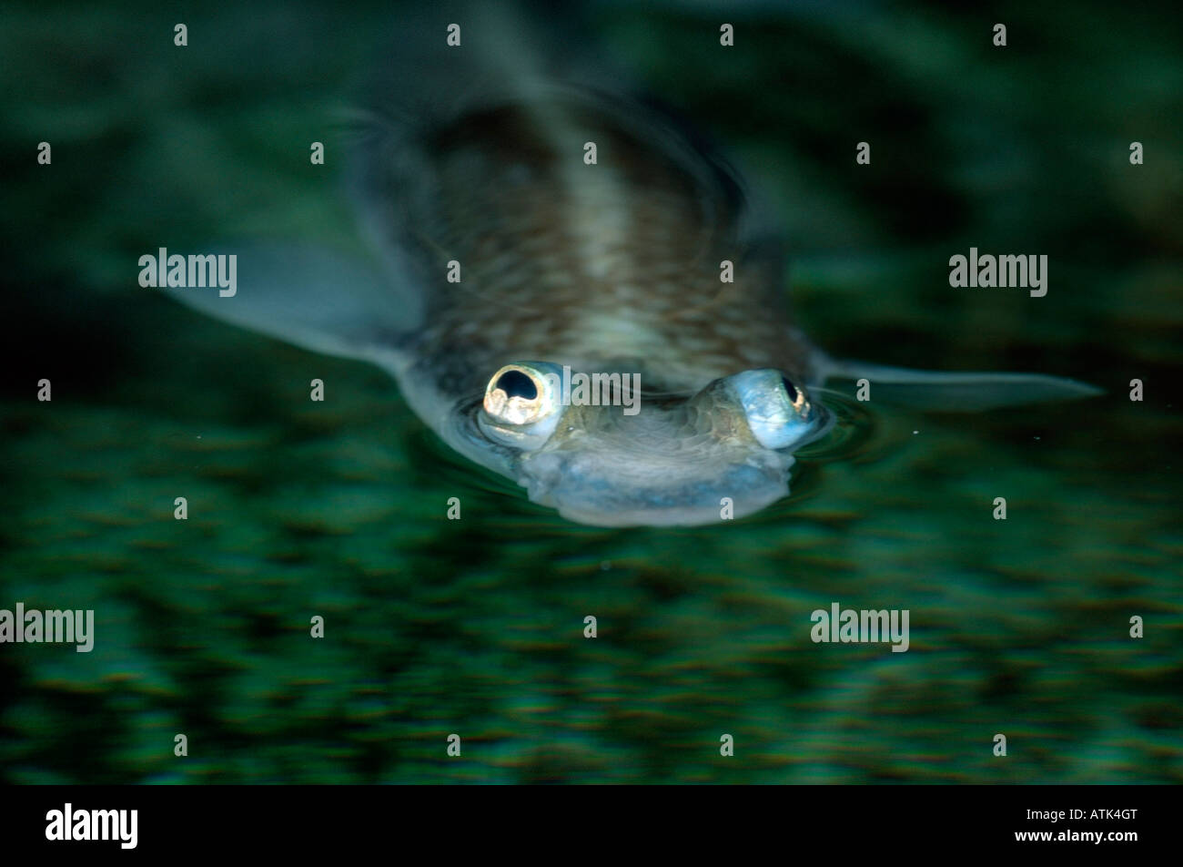 Four eyes anableps hi-res stock photography and images - Alamy