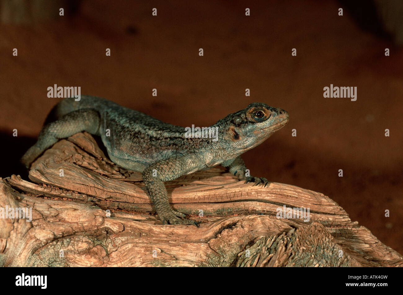 Four-lined Plated Lizard Stock Photo - Alamy