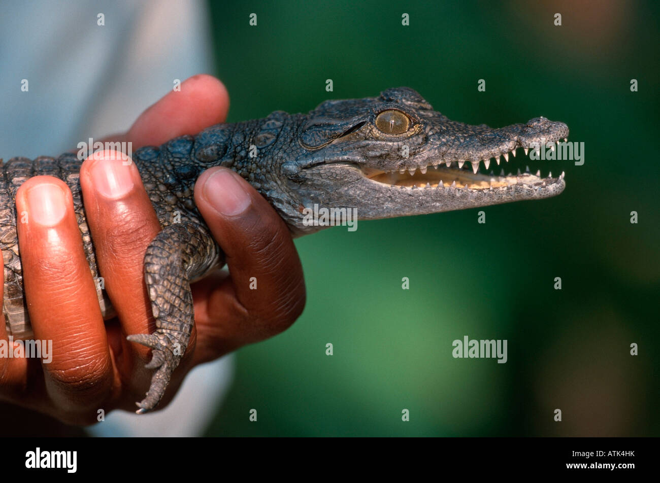 Crocodile in his hand hi-res stock photography and images - Alamy