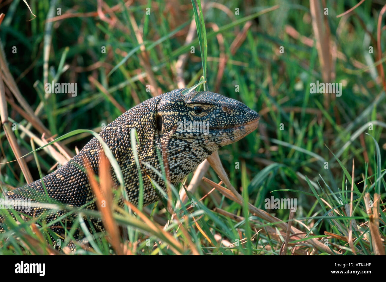 Nile monitors hi-res stock photography and images - Alamy