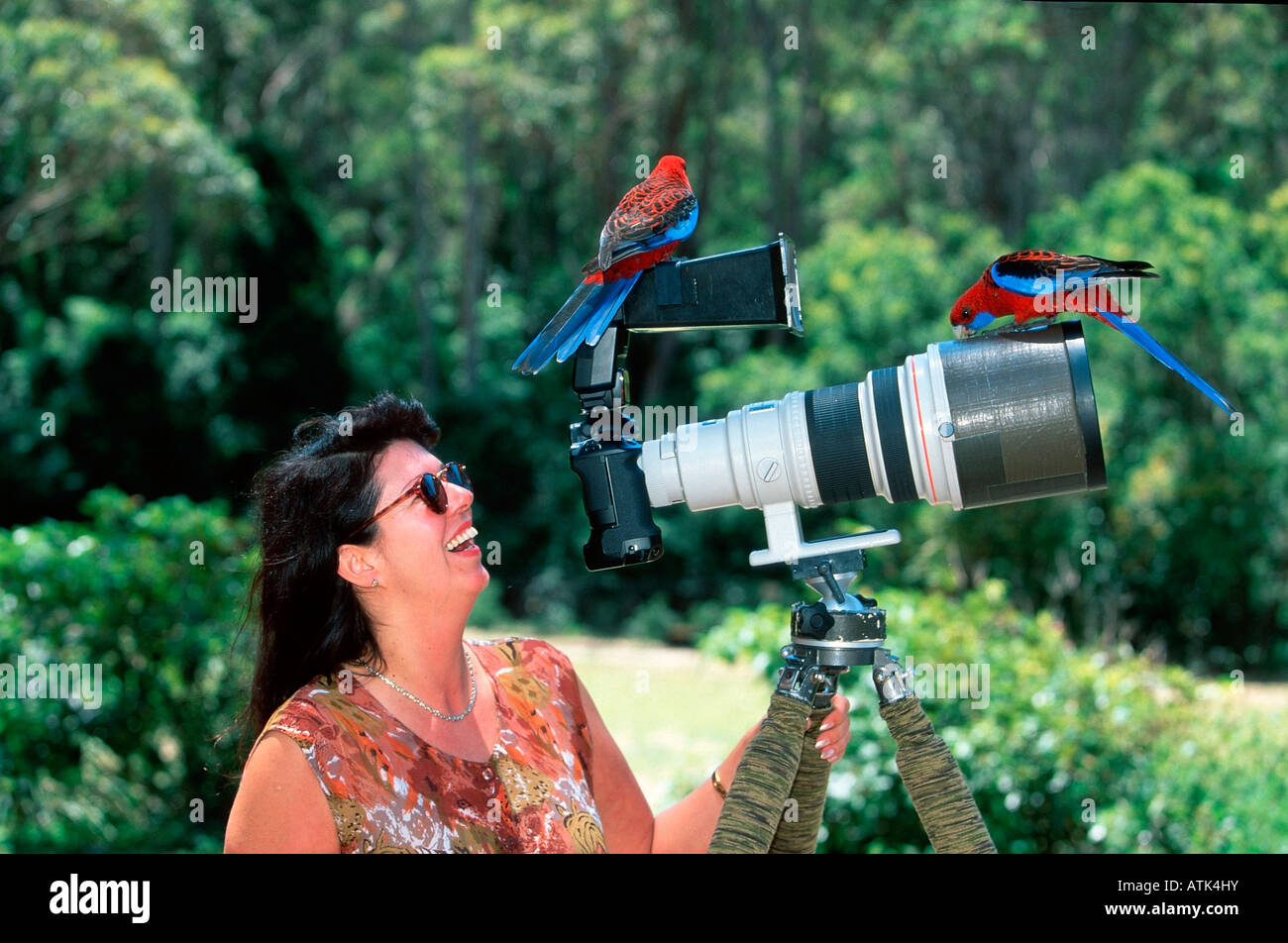 Pennants parrot hi-res stock photography and images - Alamy