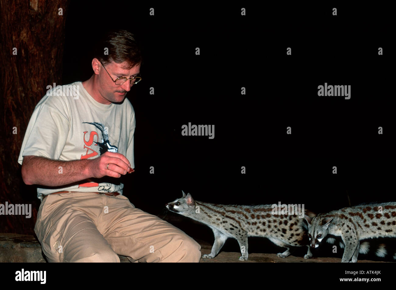Spotted genets hi-res stock photography and images - Alamy