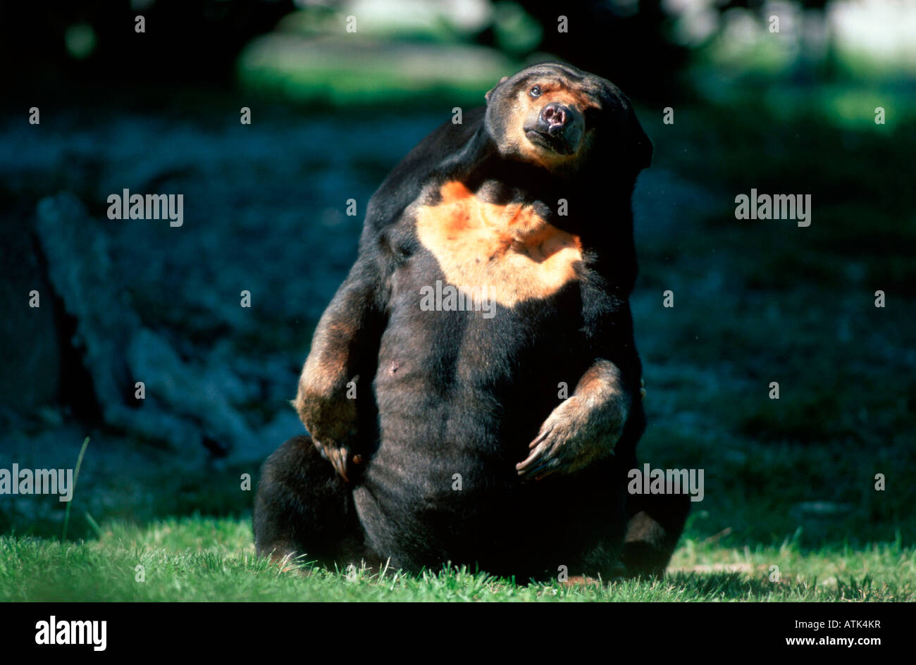 Malayan Sun Bear / Malaienbaer Stock Photo - Alamy