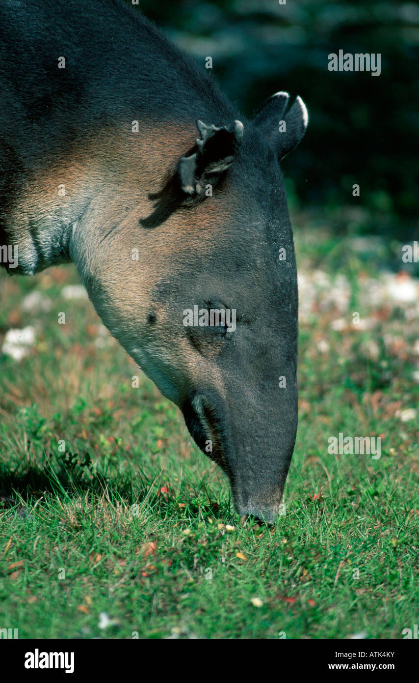 Baird tapir hi-res stock photography and images - Alamy