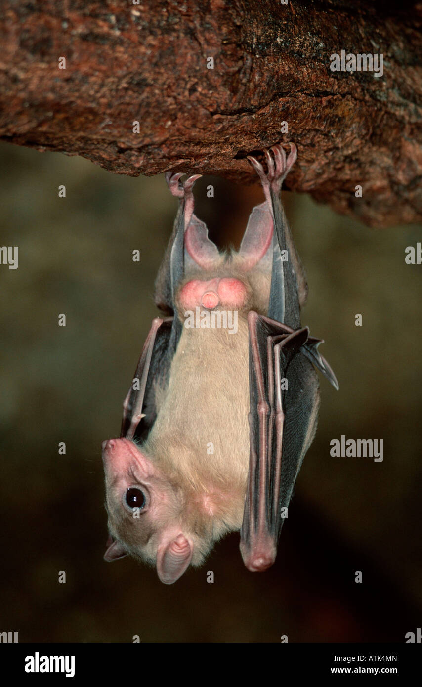 Egyptian Rousette / Egyptian Fruit Bat / Nil-Flughund Stock Photo - Alamy
