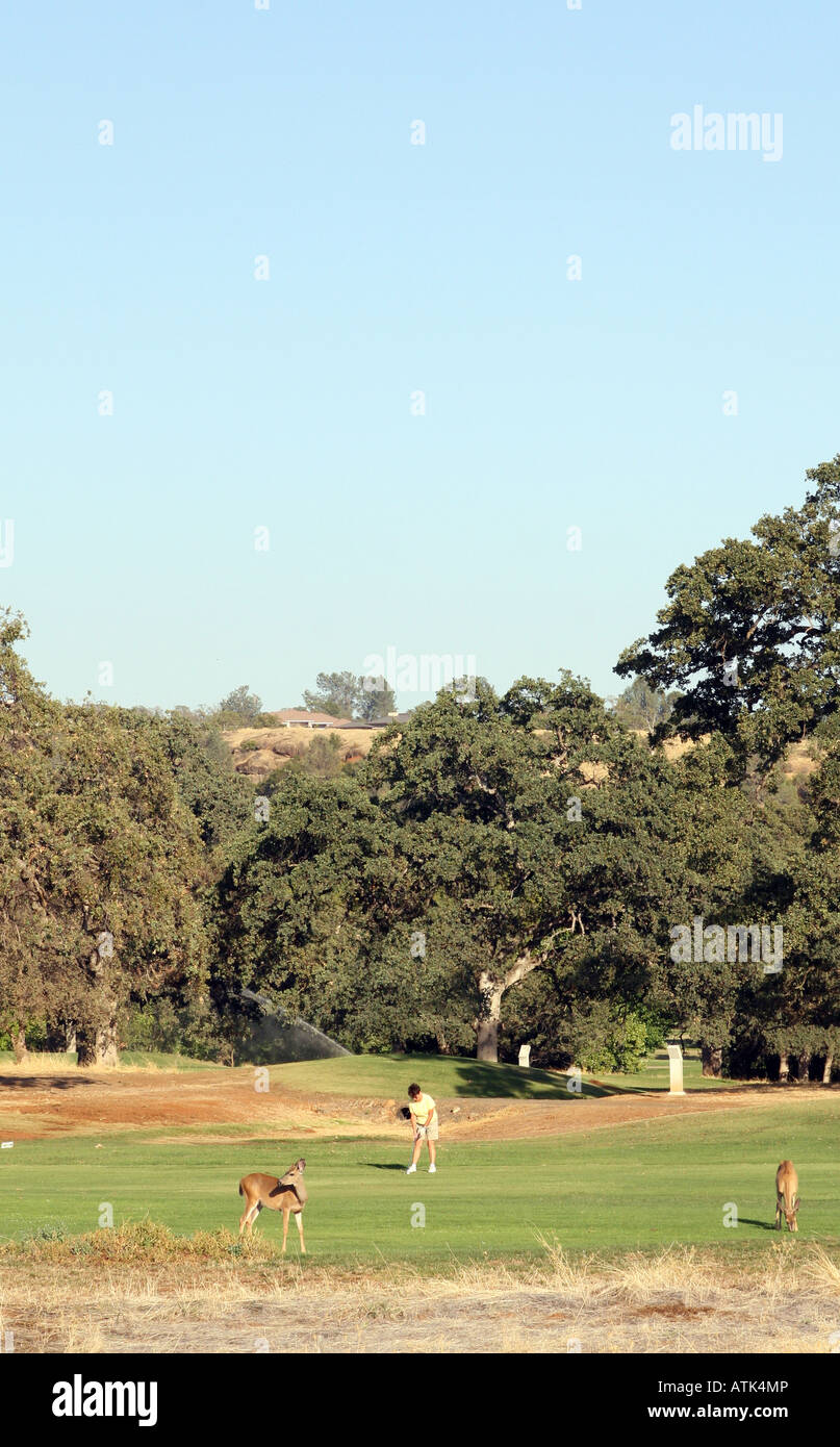 Chico golf hi-res stock photography and images - Alamy