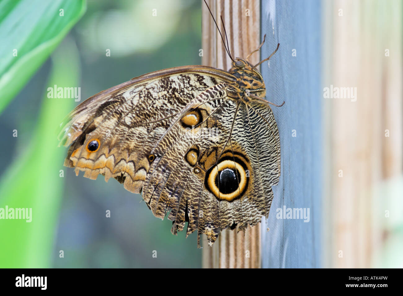 Butterfly wing hi-res stock photography and images - Alamy