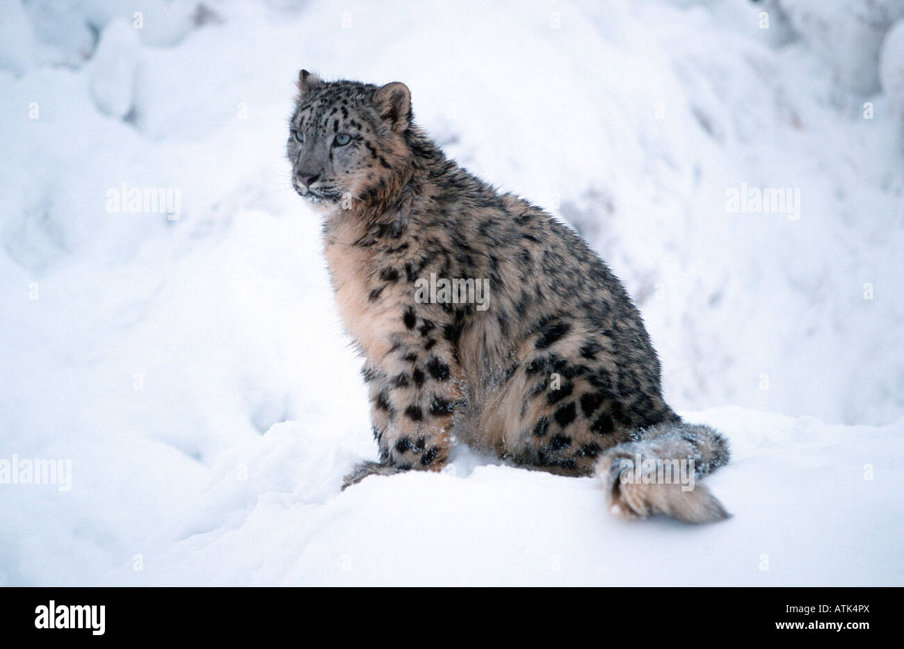 Schneeleopard adult hi-res stock photography and images - Alamy