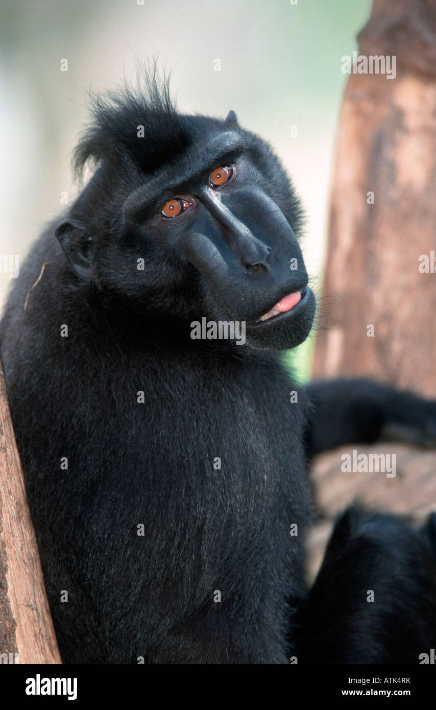 Celebes Ape / Sulawesi Crested Black Macaque / Schopfmakak Stock Photo ...