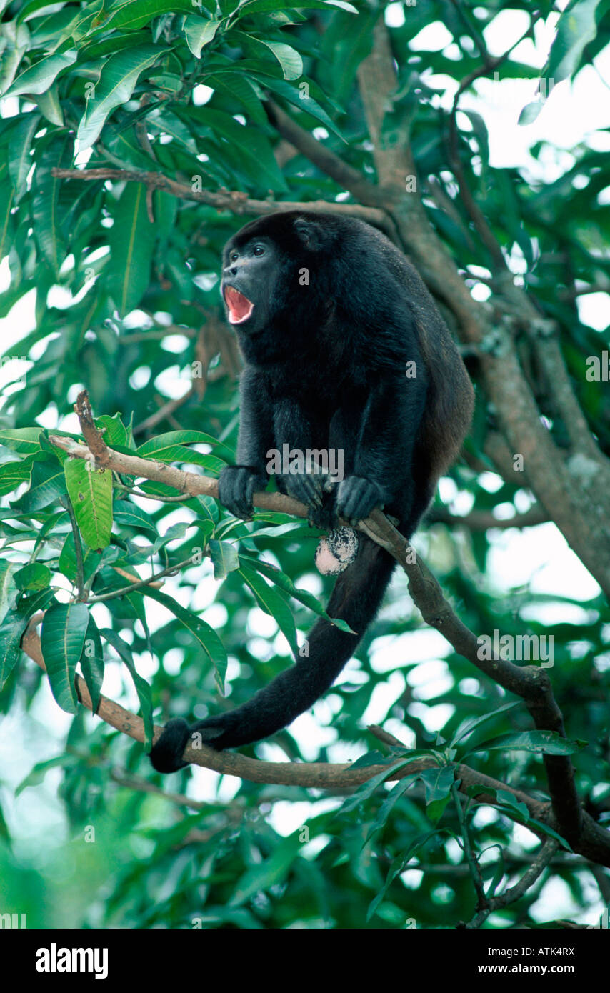 Black Howler Monkey Stock Photo - Alamy