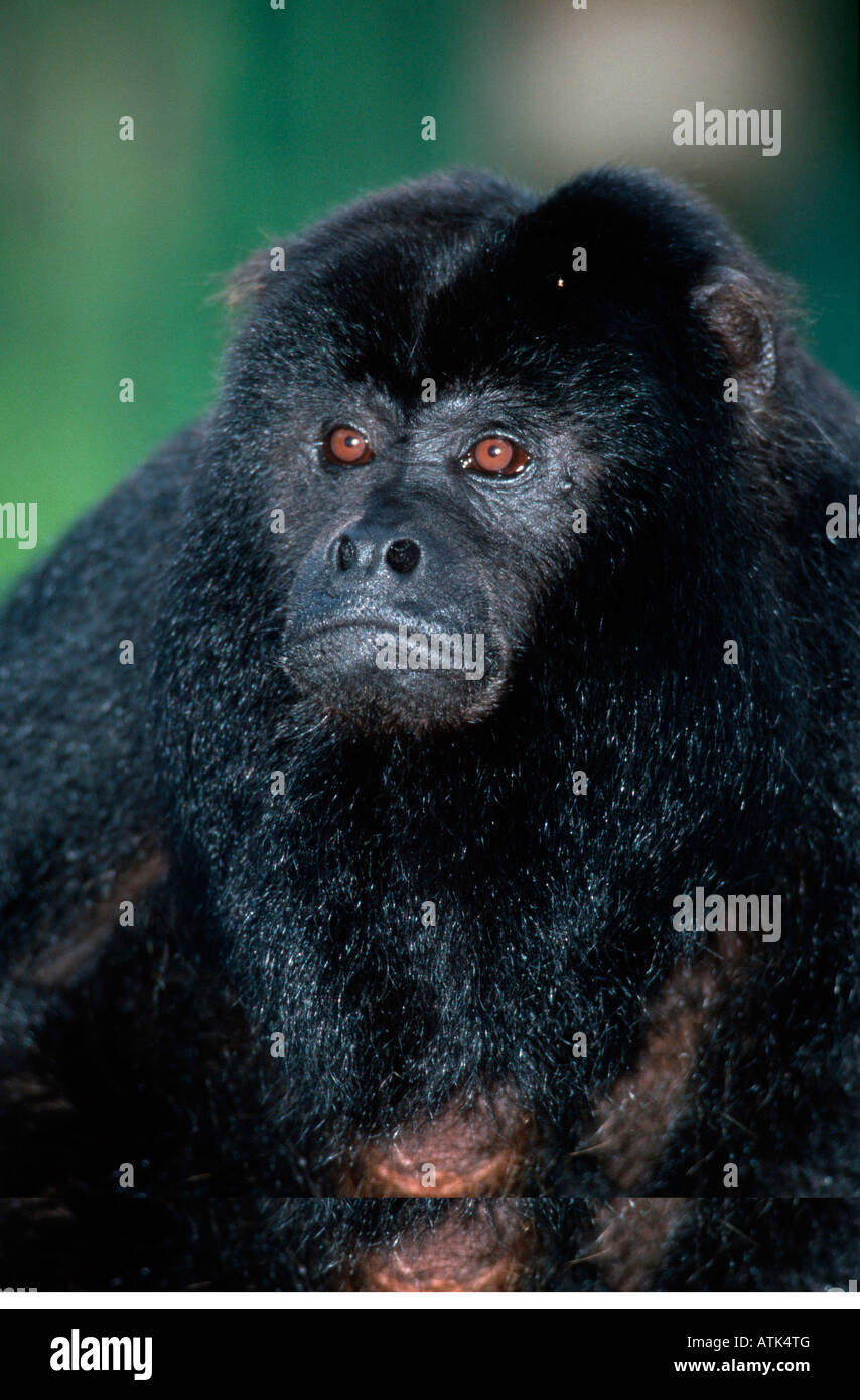 Black Howler Monkey / Schwarzer Bruellaffe Stock Photo - Alamy