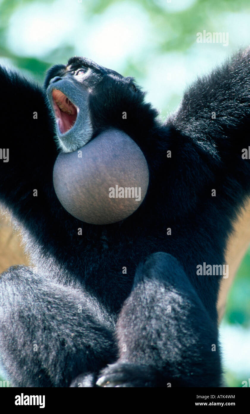 Male siamang hi-res stock photography and images - Alamy