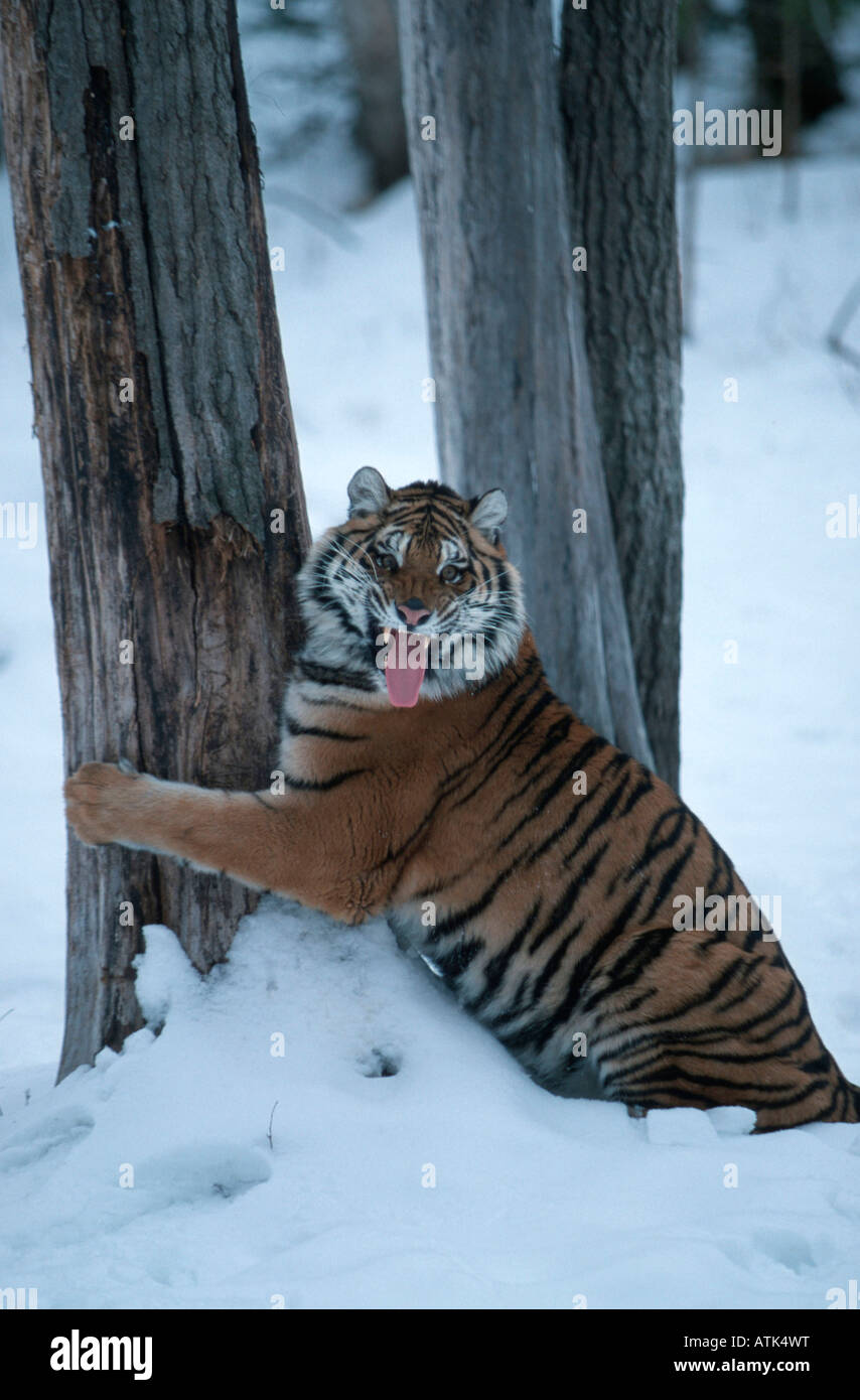 Hissing tiger hi-res stock photography and images - Alamy