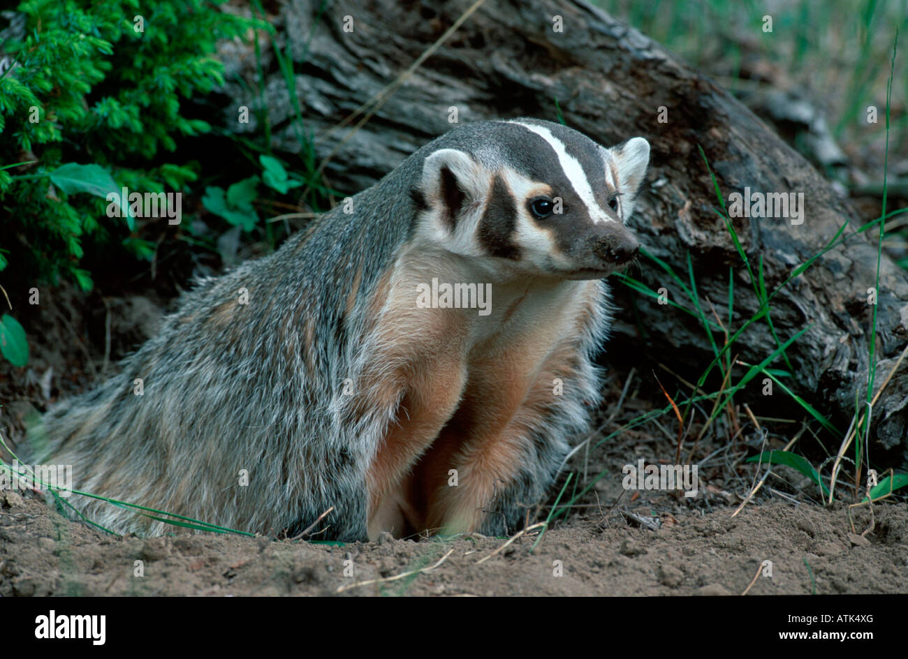 American badger den hi-res stock photography and images - Alamy