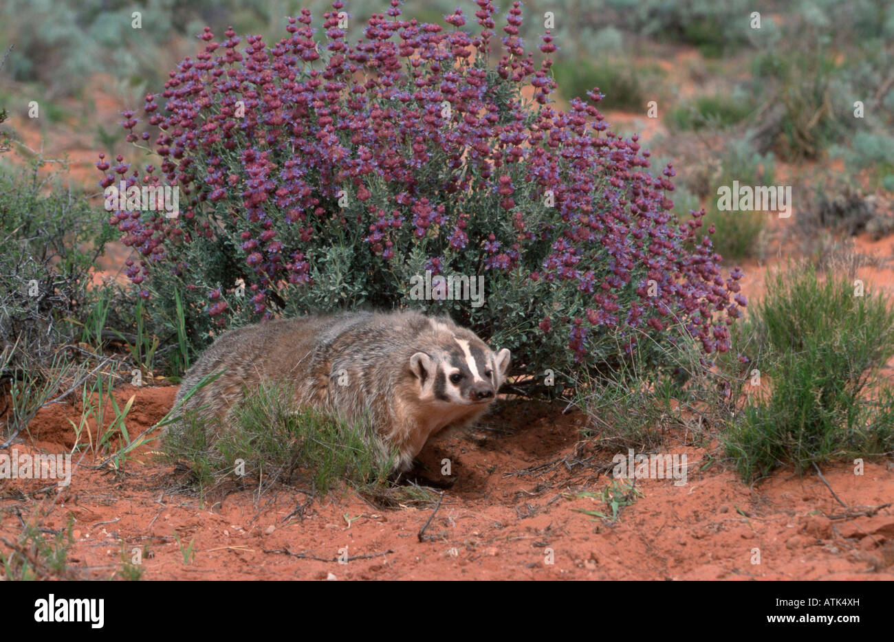 American badger with prey hi-res stock photography and images - Alamy