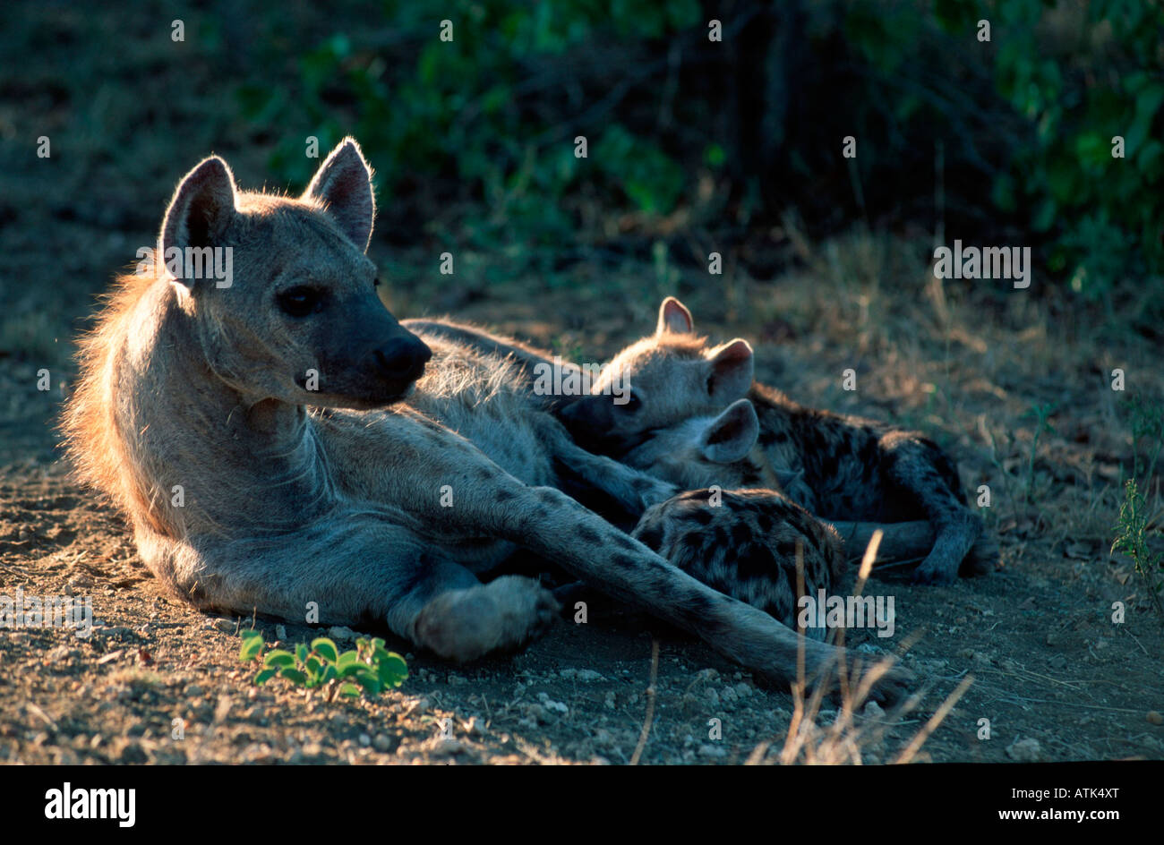 Spotted Hyaena / Tuepfelhyaene Stock Photo - Alamy