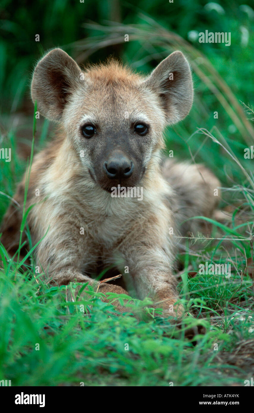Spotted Hyaena / Tuepfelhyaene Stock Photo - Alamy