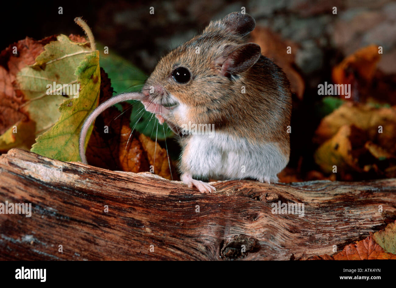 Mouse washing hi-res stock photography and images - Alamy