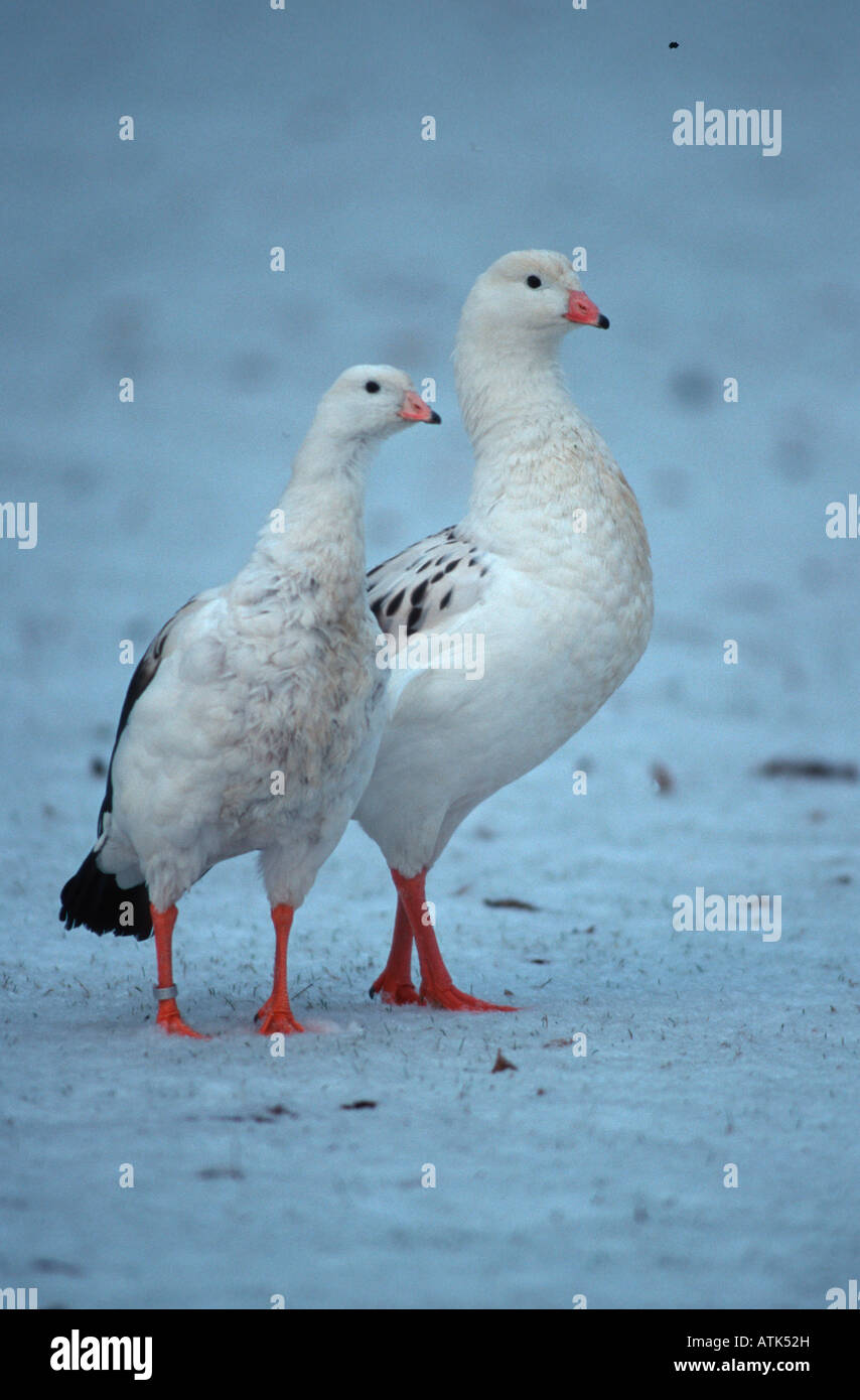 Andean Goose / Andengans Stock Photo - Alamy