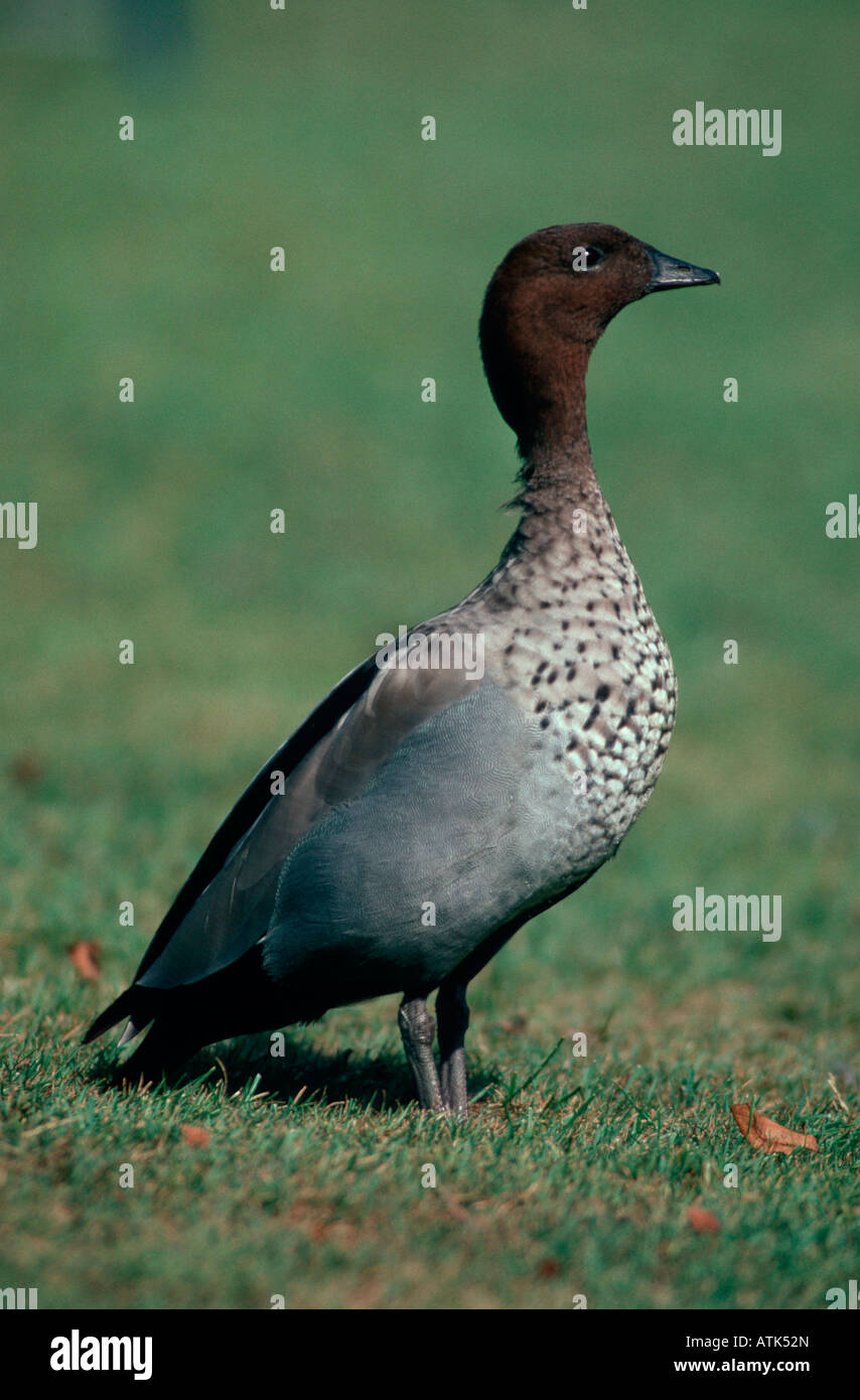 Maned Goose / Maned Duck / Australian Wood Duck / Maehnengans Stock ...