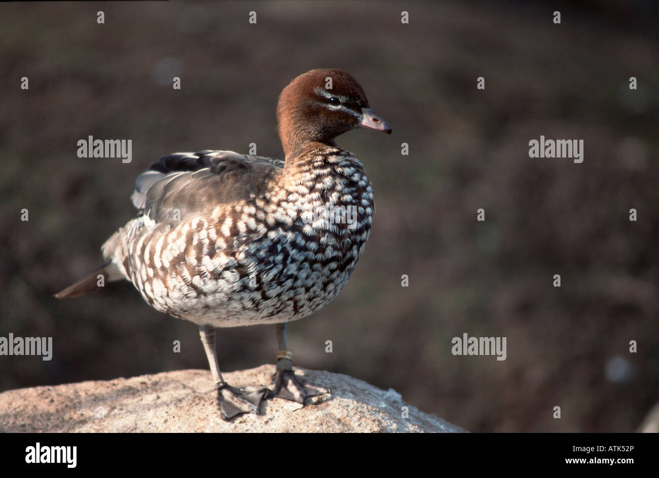 Maned Goose / Maned Duck / Australian Wood Duck / Maehnengans Stock ...