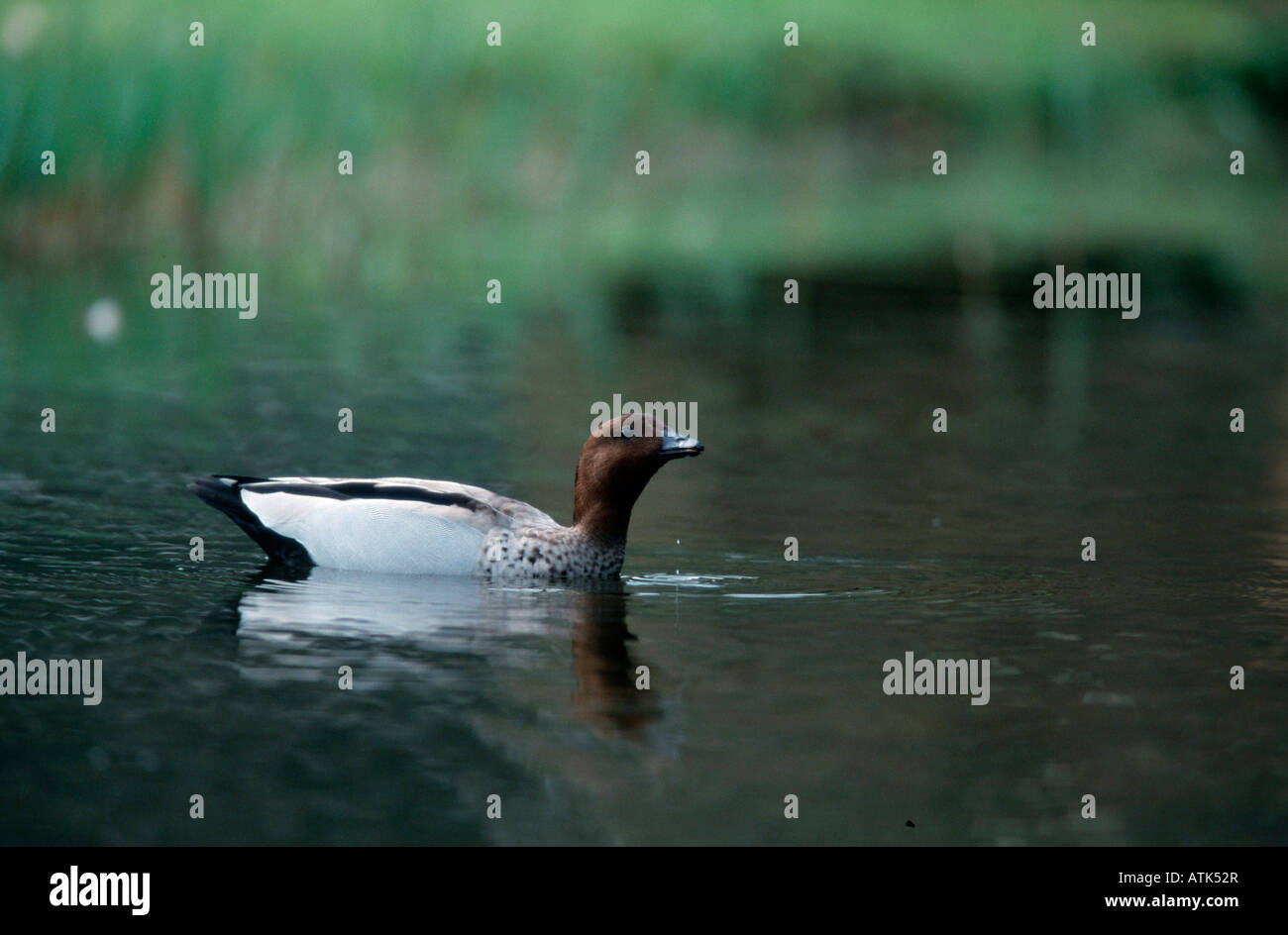 Maned Goose / Maned Duck / Australian Wood Duck / Maehnengans Stock ...