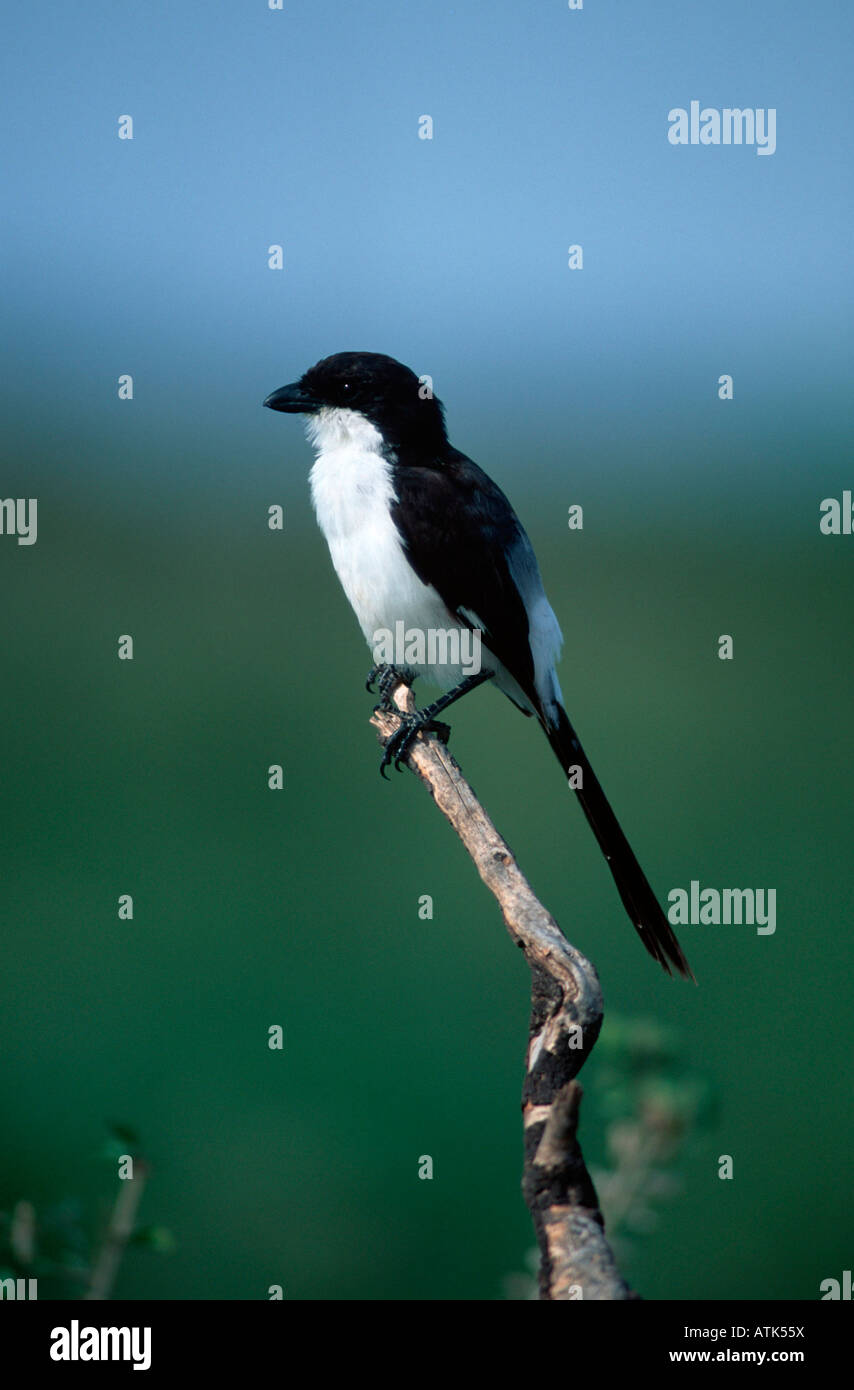 Long-tailed Fiscal / Langschwanzwuerger / Cabanis-Wuerger Stock Photo ...