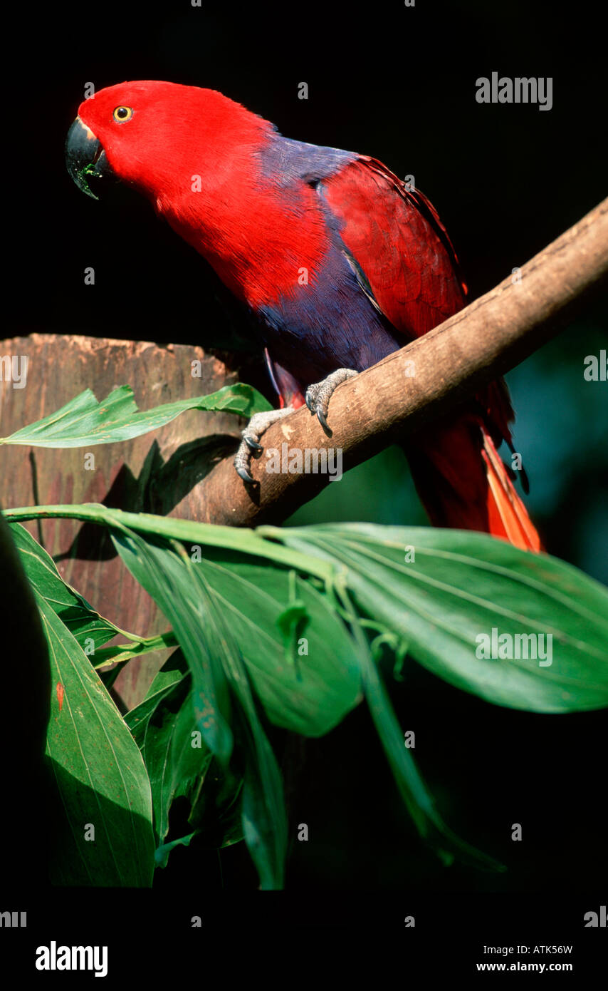 Edelpapageien mischling hi-res stock photography and images - Alamy