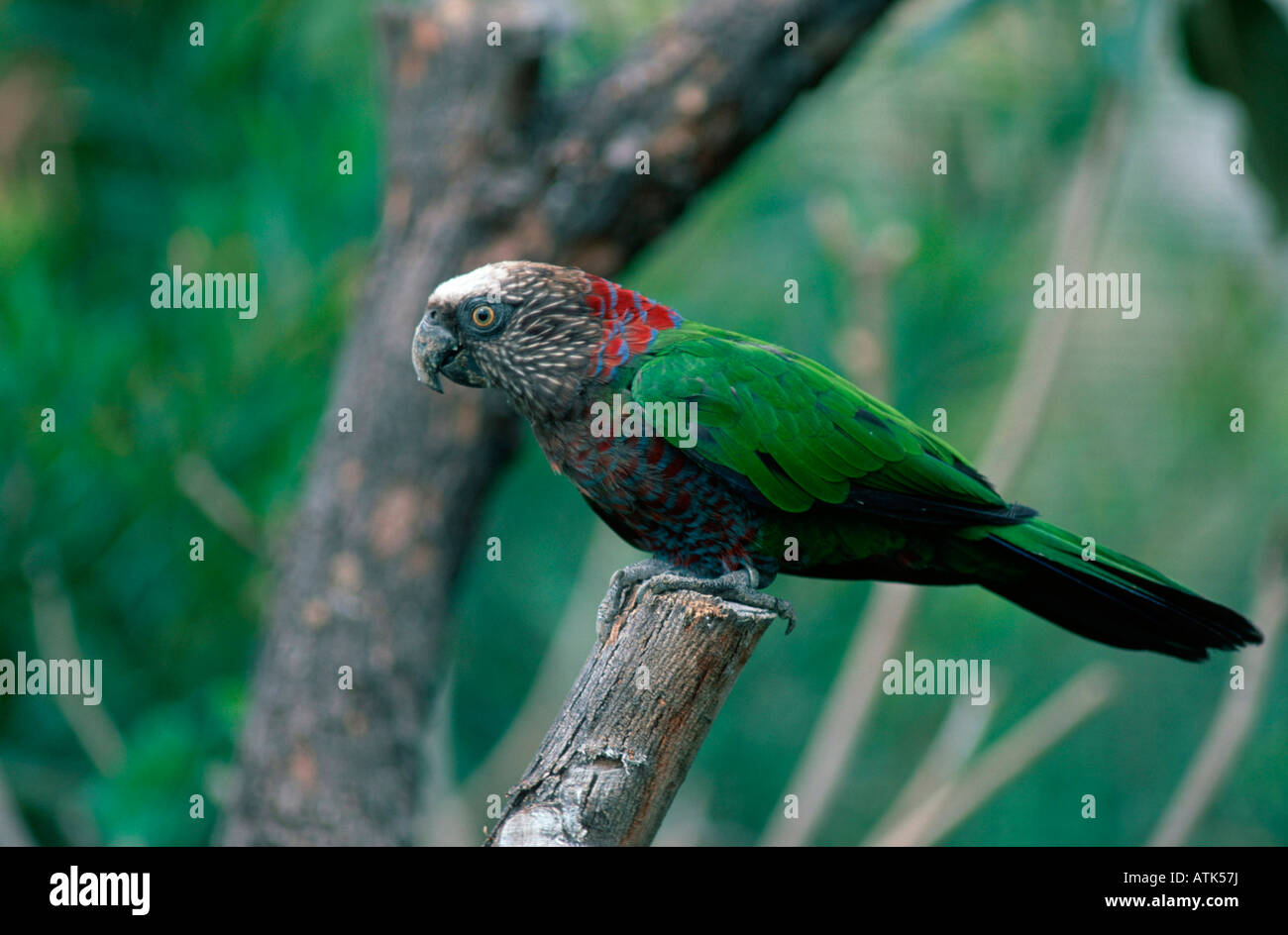 Hawk-headed Parrot / Faecherpapagei Stock Photo - Alamy